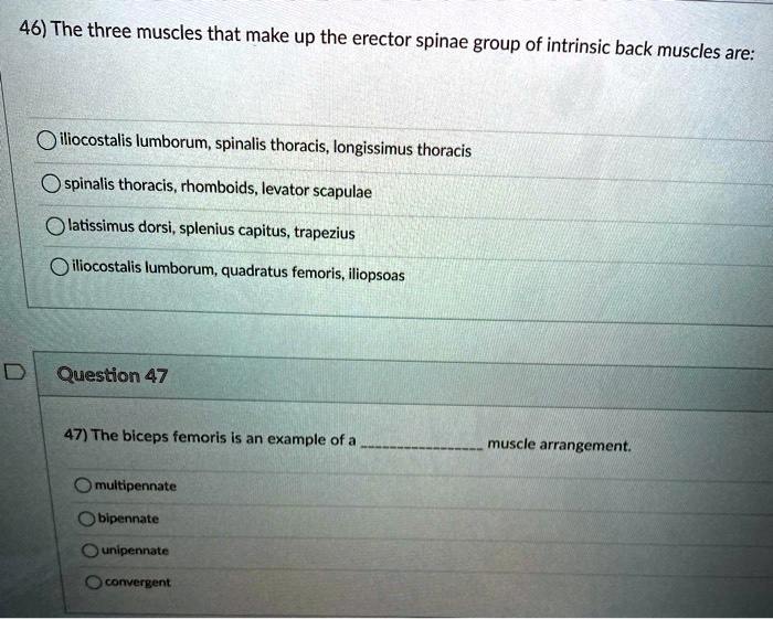 SOLVED:46) The three muscles that make up the erector spinae group of ...