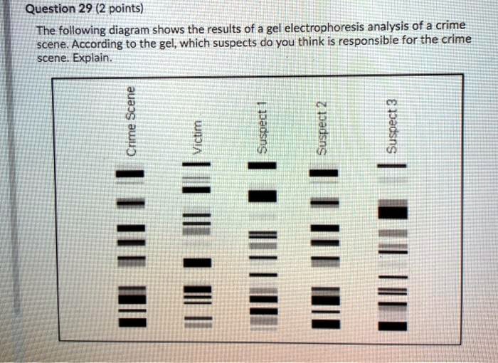 question 29 2 points the following diagram shows the results of a gel ...