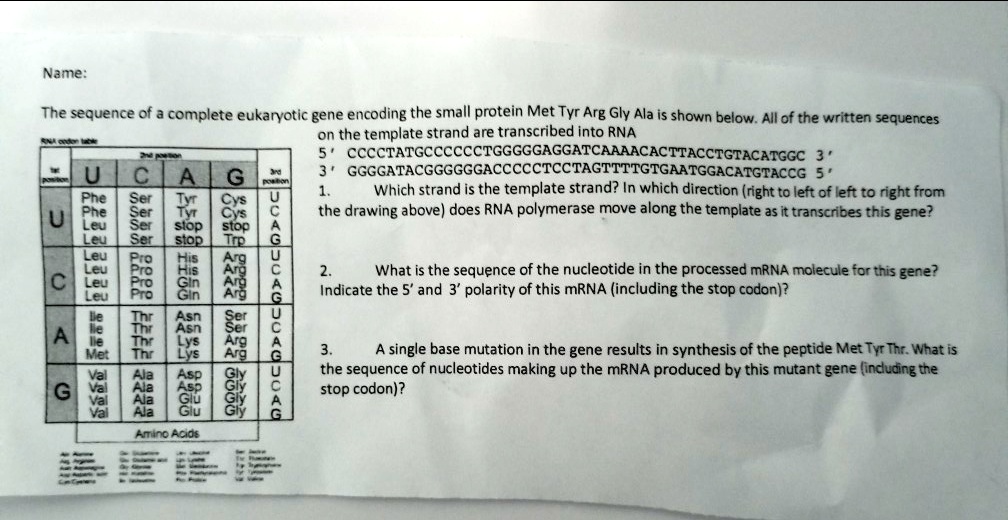 SOLVED: Name: The sequence of a complete eukaryotic gene encoding the small protein Met Tyr Arg ...