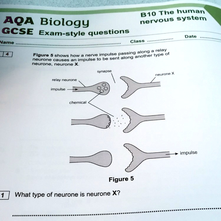 What type of neuron is neuron X? B10 The human nervous system AQA ...