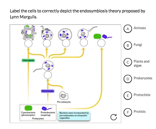 label the cells to correctly depict the endosymbiosis theory proposed ...