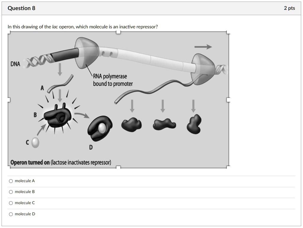 SOLVED: Question 8 2 pts In this drawing of the lac operon; which ...