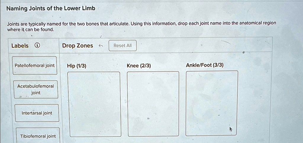 Naming Joints of the Lower Limb Joints are typically named for the two ...