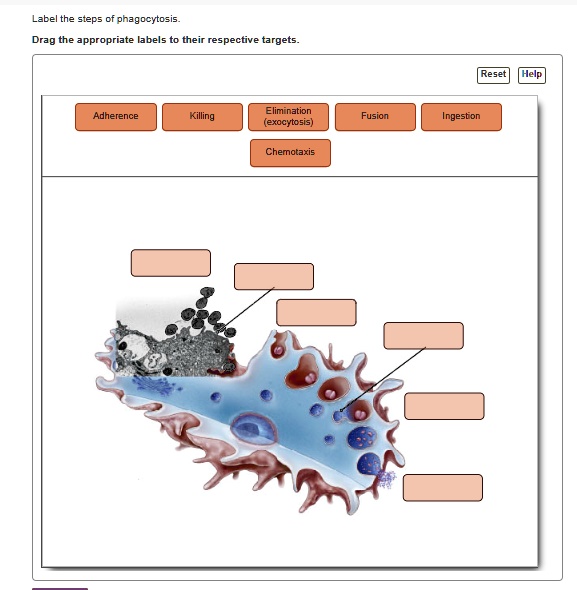 SOLVED: Label the steps of phagocytosis. Drag the appropriate labels to ...