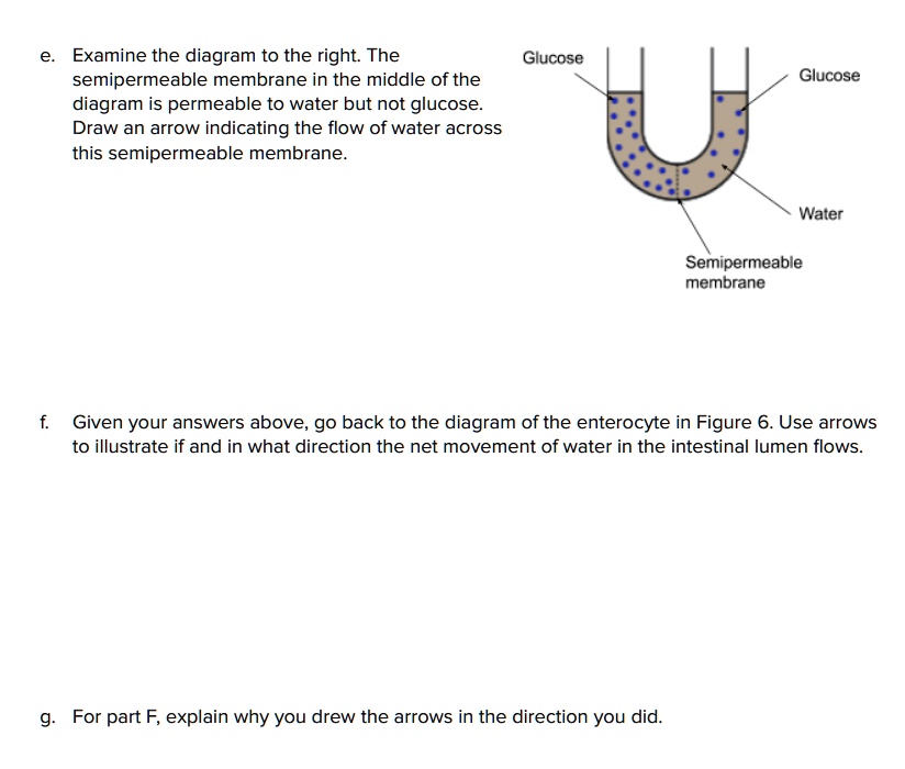 SOLVED: Examine the diagram to the right: The Glucose semipermeable ...