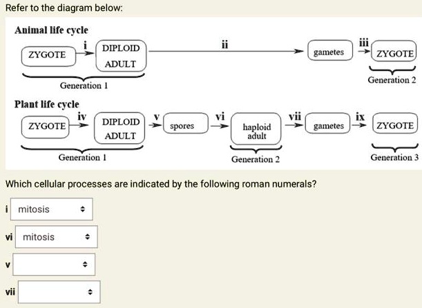 SOLVED: Refer to the diagram below: Animal life cycle DIPLOID ADULT ii ...