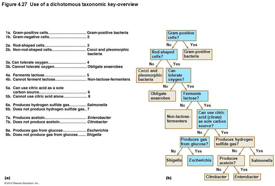SOLVED: Figure 4.27: Use of Dichotomous Taxonomic Key - Overview Ia ...