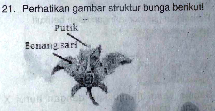 SOLVED: Perhatikan gambar struktur bunga pada bunga terdapat putik dan ...