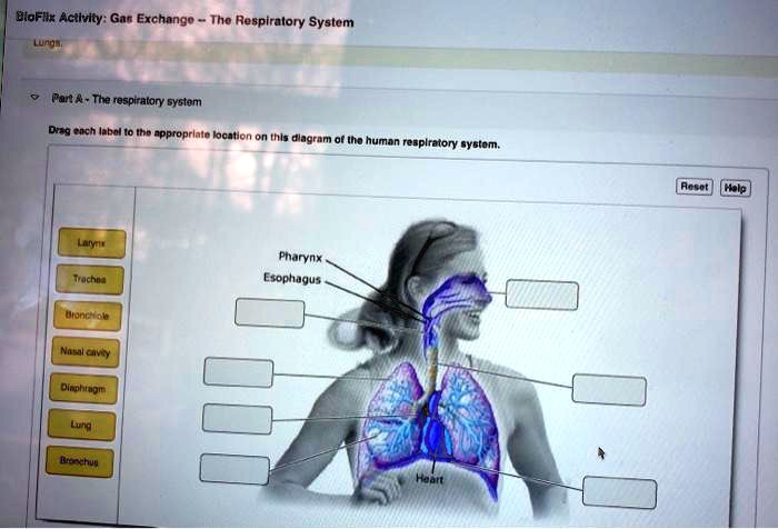 BioFlix Activity: Gas Exchange – The Respiratory System Lungs. Part A ...