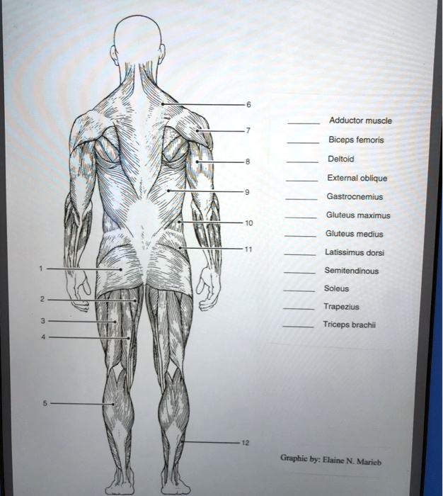 1 2 3 4 5 6 Adductor muscle 7 Biceps femoris 8 Deltoid External oblique ...