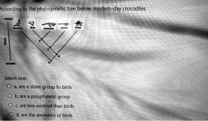 SOLVED: According to the phylogenetic tree below; modern-day crocodiles ...