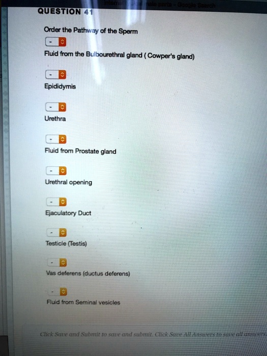 [GET ANSWER] QUESTION 41 Order the Pathway of the Sperm Fluid from the ...