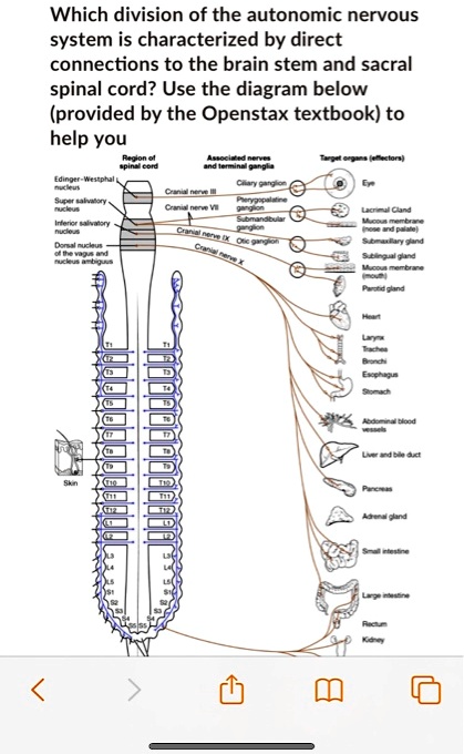 Which division of the autonomic nervous system is characterized by ...