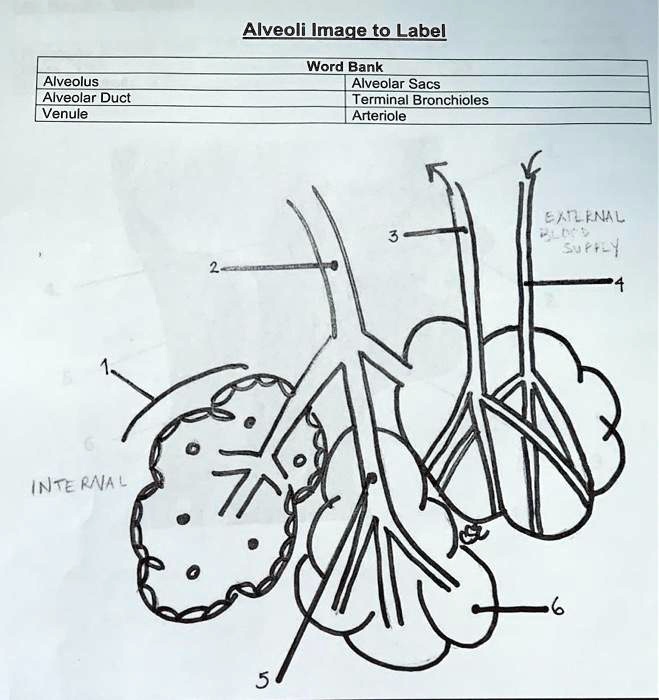 SOLVED: Please help me complete the Alveoli diagram! Alveoli Image to ... SOLVED: Please help me complete the Alveoli diagram! Alveoli Image to ...