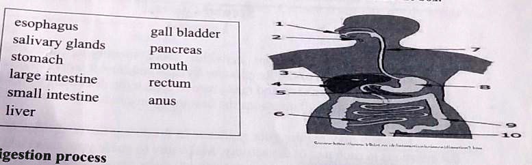 esophagus salivary glands stomach large intestine small intestine liver ...