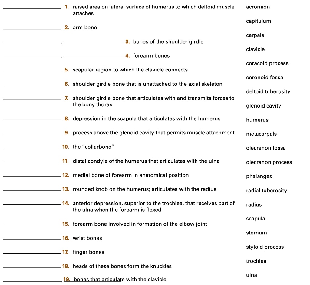 SOLVED: 1. raised area on lateral surface of humerus to which deltoid ...