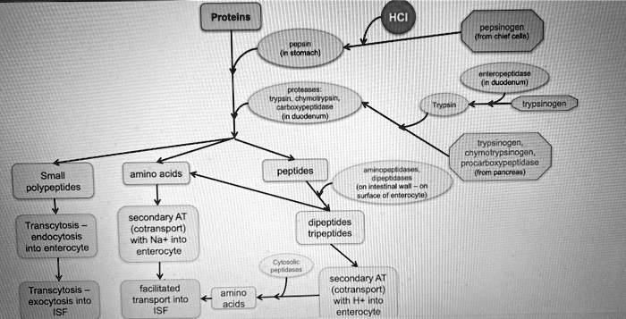 Text: Create a concept map for the digestion and absorption of lipids, using the image as an ...