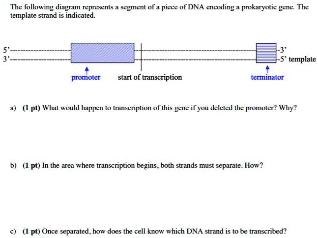 SOLVED The Following Diagram Represents Segment Of A Piece Of DNA 