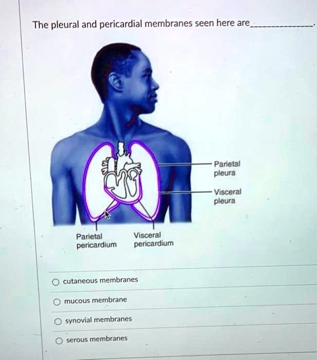 SOLVED: The pleural and pericardial membranes seen here are: Parietal ...