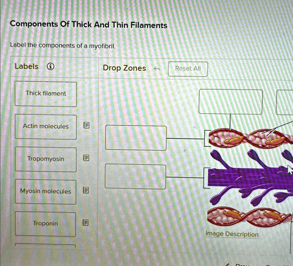 Components Of Thick And Thin Filaments Label the components of a myofibril. Labels Thick ...