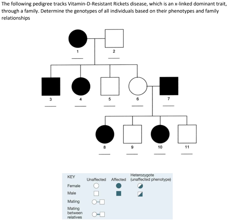 SOLVED: The following pedigree tracks Vitamin-D-Resistant Rickets disease, which is an X-linked ...