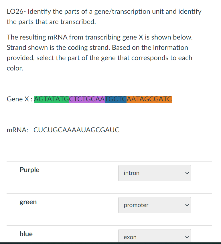 SOLVED: LO26- Identify the parts of a gene/transcription unit and identify the parts that are ...