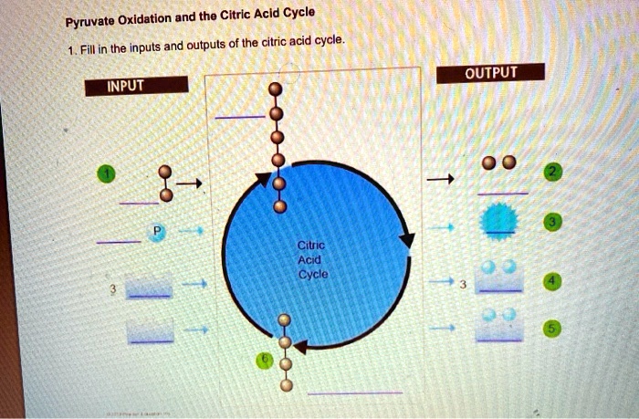 SOLVED: Pyruvate Oxidation and the Citric Acid Cycle Fill in the Inputs ...