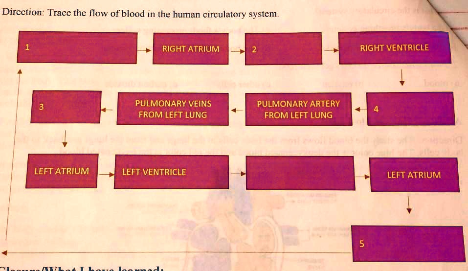 Direction: Trace the flow of blood in the human circulatory system. 1 ...