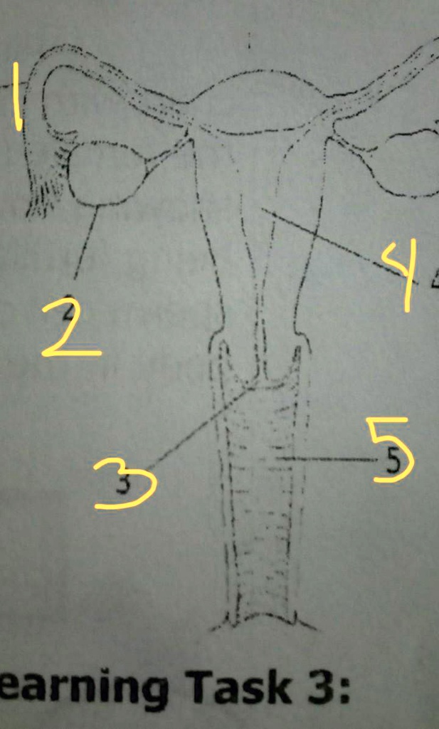 SOLVED: 'label the parts of the female reproductive system'