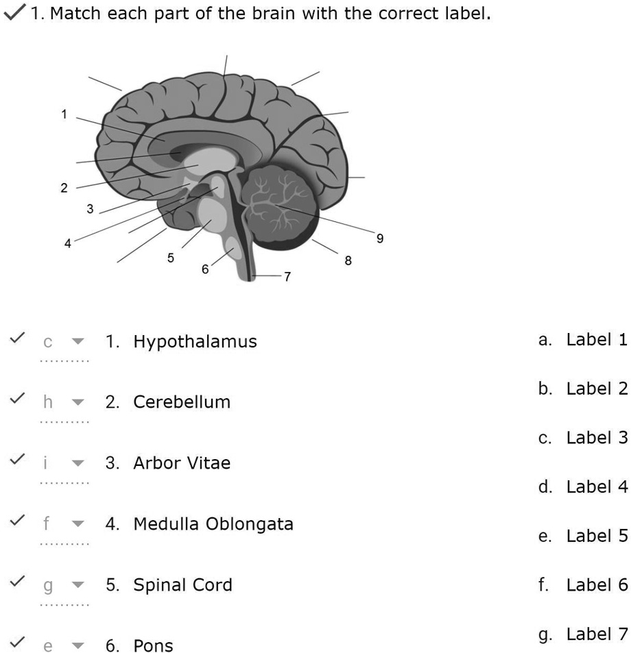 SOLVED: 'Match each part of the brain with the correct label. 1. Match ...