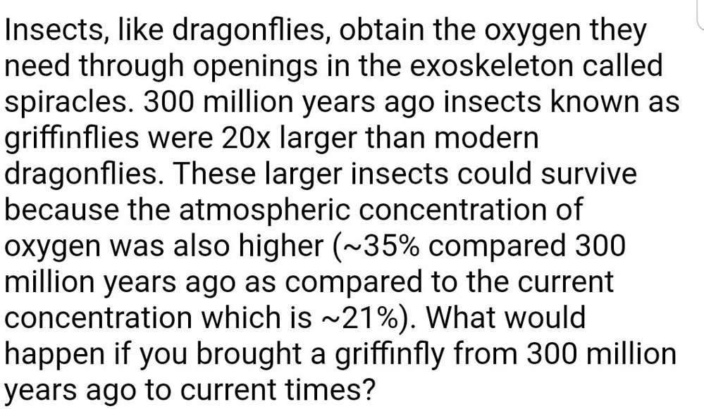 insects like dragonflies obtain the oxygen they need through openings ...