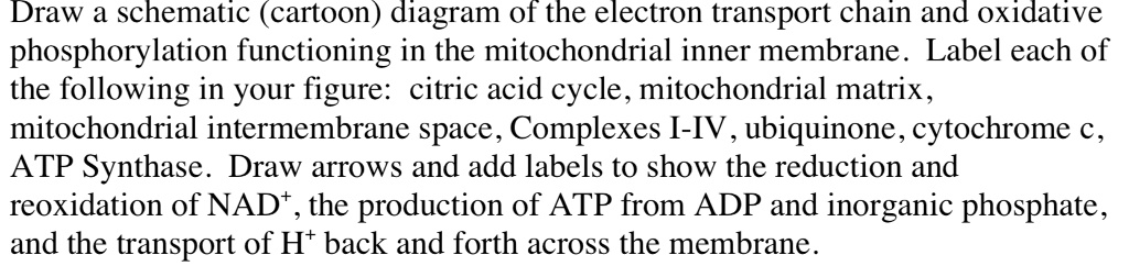 SOLVED: Draw a schematic (cartoon) diagram of the electron transport ...