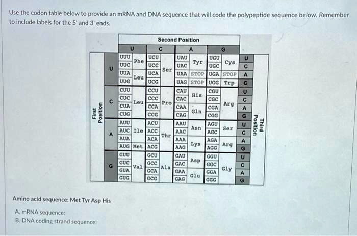 SOLVED: Use the codon table below to provide an mRNA and DNA sequence that will code for the ...