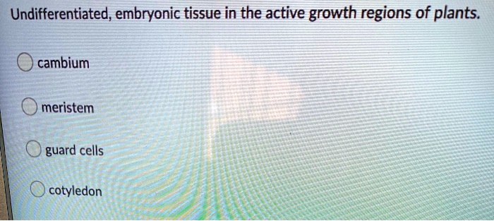 SOLVED: Undifferentiated; embryonic tissue in the active growth regions ...
