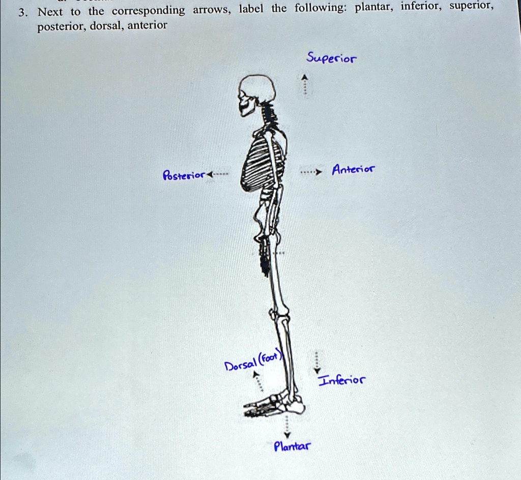 Next to the corresponding arrows, label the following: plantar ...