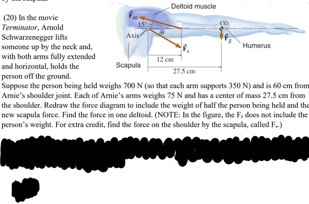 Deltoid muscle (20) In the movie Terminator,...