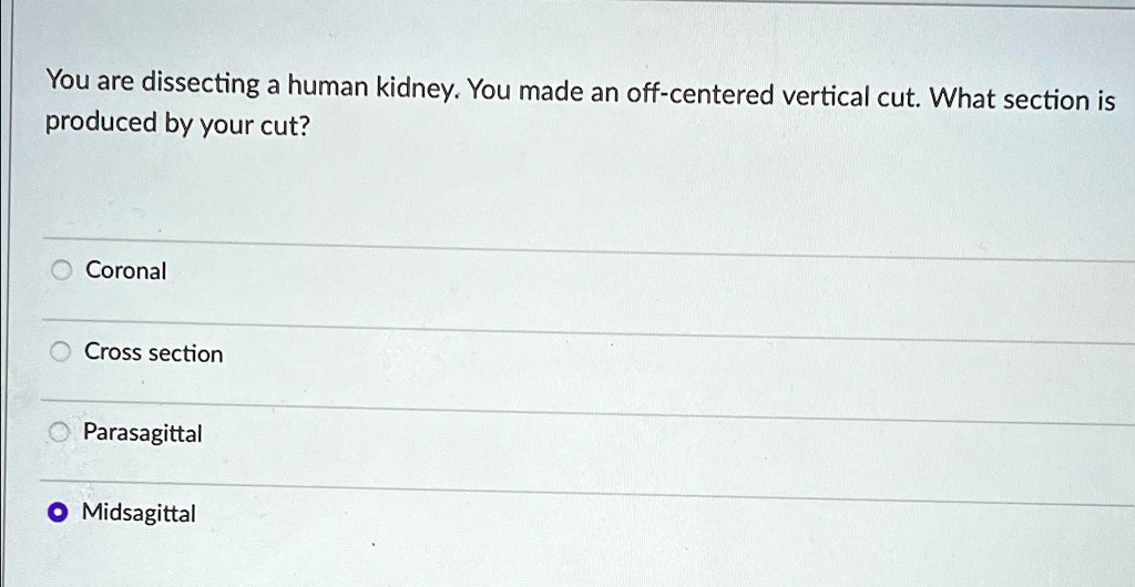 You are dissecting a human kidney. You made an off-centered vertical ...