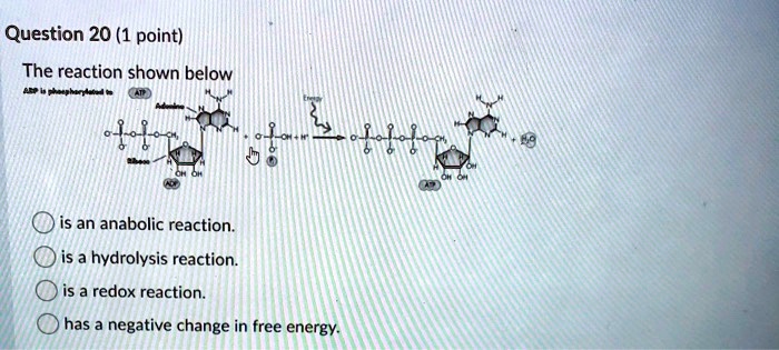 SOLVED: Question 20 (1 point) The reaction shown below is an anabolic ...