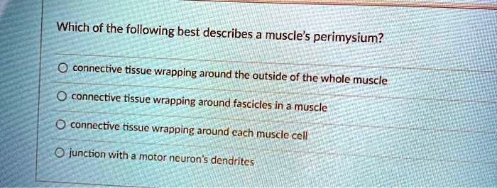 SOLVED: Which of the following best describes a muscle's perimysium? A ...