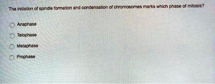 The initiation of spindle formation and condensation of chromosomes ...