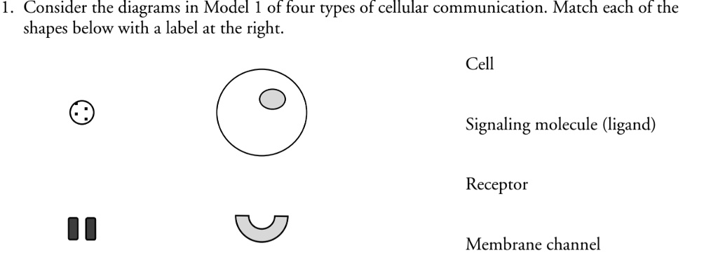 1. Consider the diagrams in Model 1 of four types of cellular ...