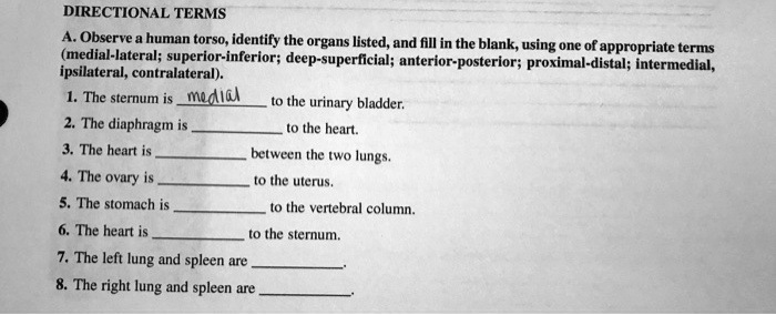 DIRECTIONAL TERMS A. Observe a human torso, identify the organs listed ...