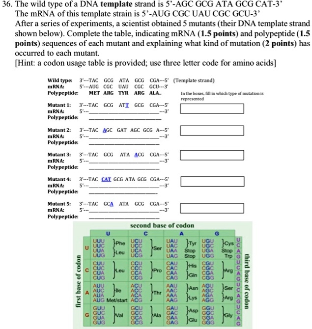 36. The wild type of a DNA template strand is 5'-AGC GCG ATA GCG CAT-3 ...