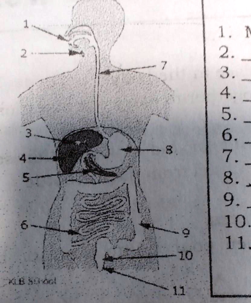 SOLVED: Activity 1: "Let's Get to Know Our Digestive Buddies ...