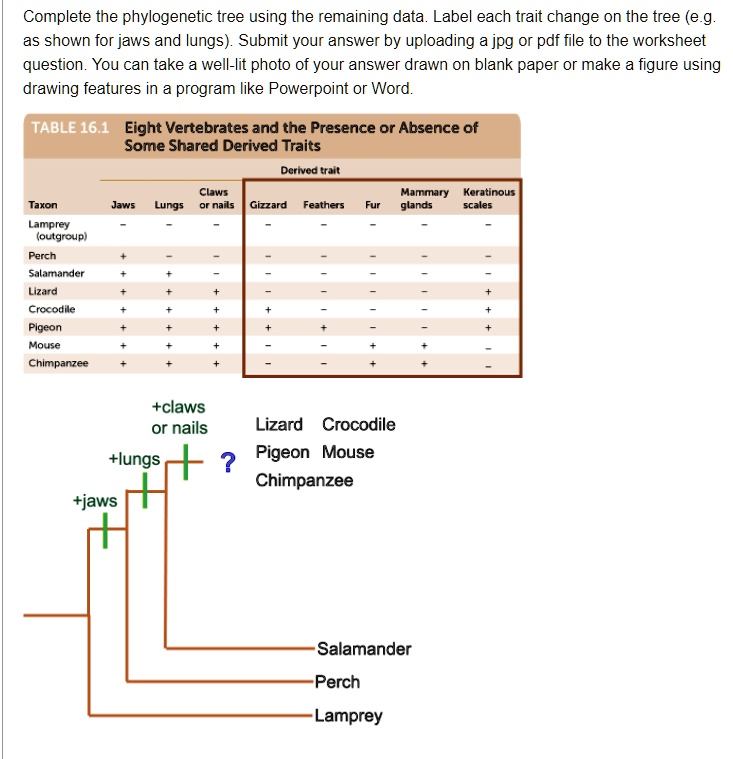 Phylogenetic Tree Worksheet