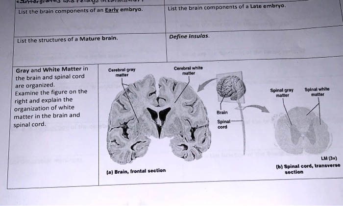 List the brain components of an Early embryo. List the structures of a ...