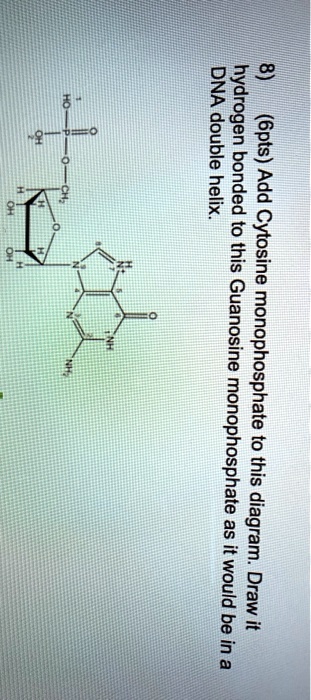 SOLVED: DNA 8) hydrogen double (sidg) helix bondec to this Cytosine ...