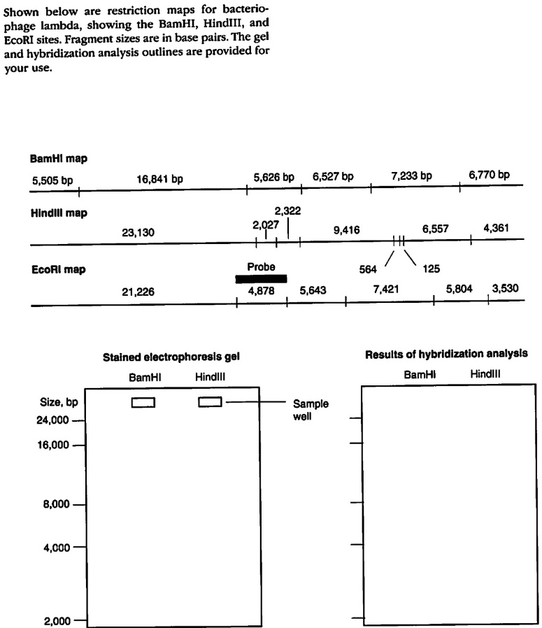 SOLVED: Shown below are restriction maps for bacteriophage lambda, showing the BamHI, HindIII ...