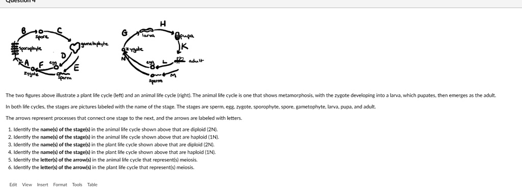 the two figures above illustrate a plant life cycle left and an animal ...
