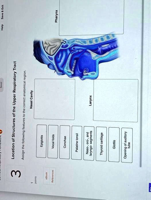 Location of Structures of the Upper Respiratory Tract Assign the ...